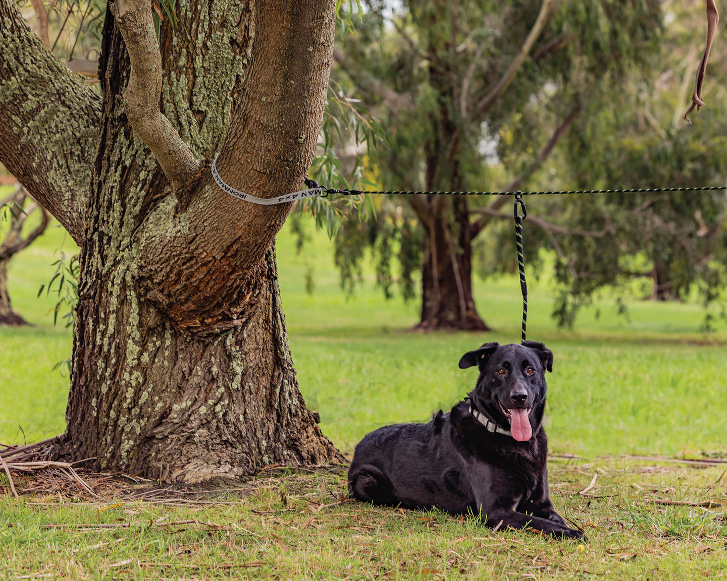 Outdoor Dog Tethering System | IRONMAN 4X4 – IRONMAN 4X4 Australia